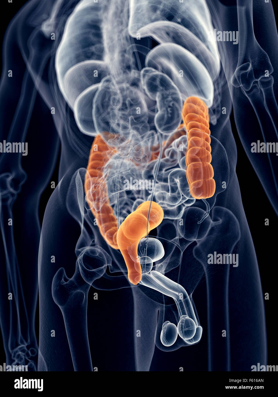 medically accurate illustration of the colon Stock Photo - Alamy