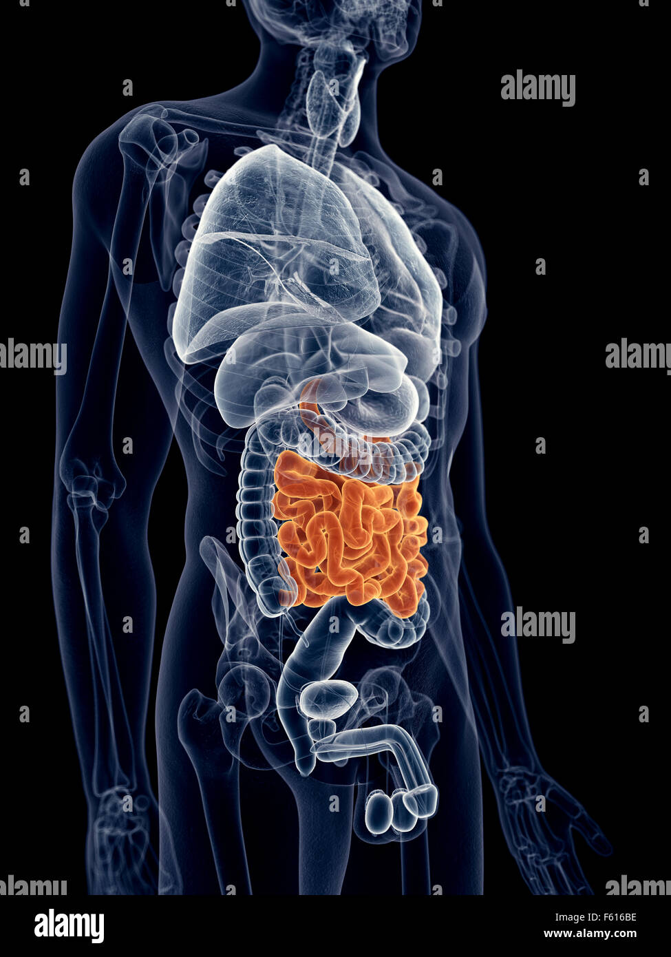 medically accurate illustration of the small intestine Stock Photo - Alamy
