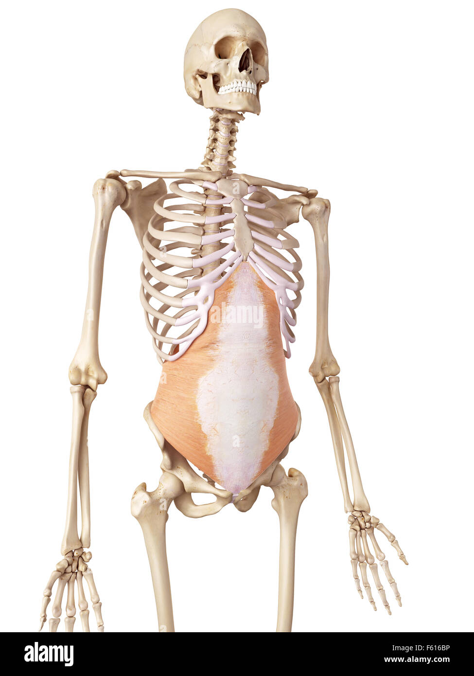 Rectus abdominis muscle hi-res stock photography and images - Alamy