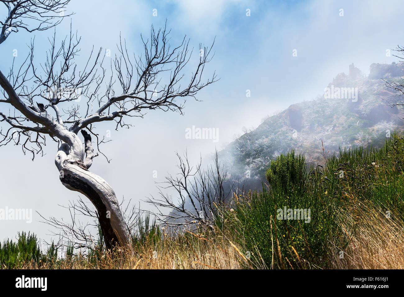 Old dry tree in mountains Stock Photo - Alamy