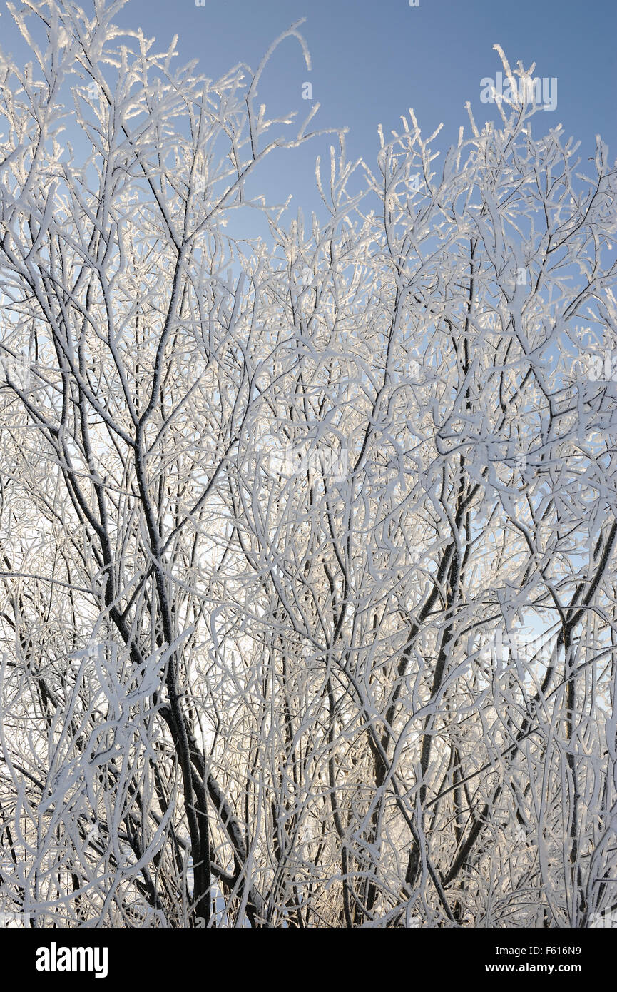 European white willow trees hi-res stock photography and images - Alamy