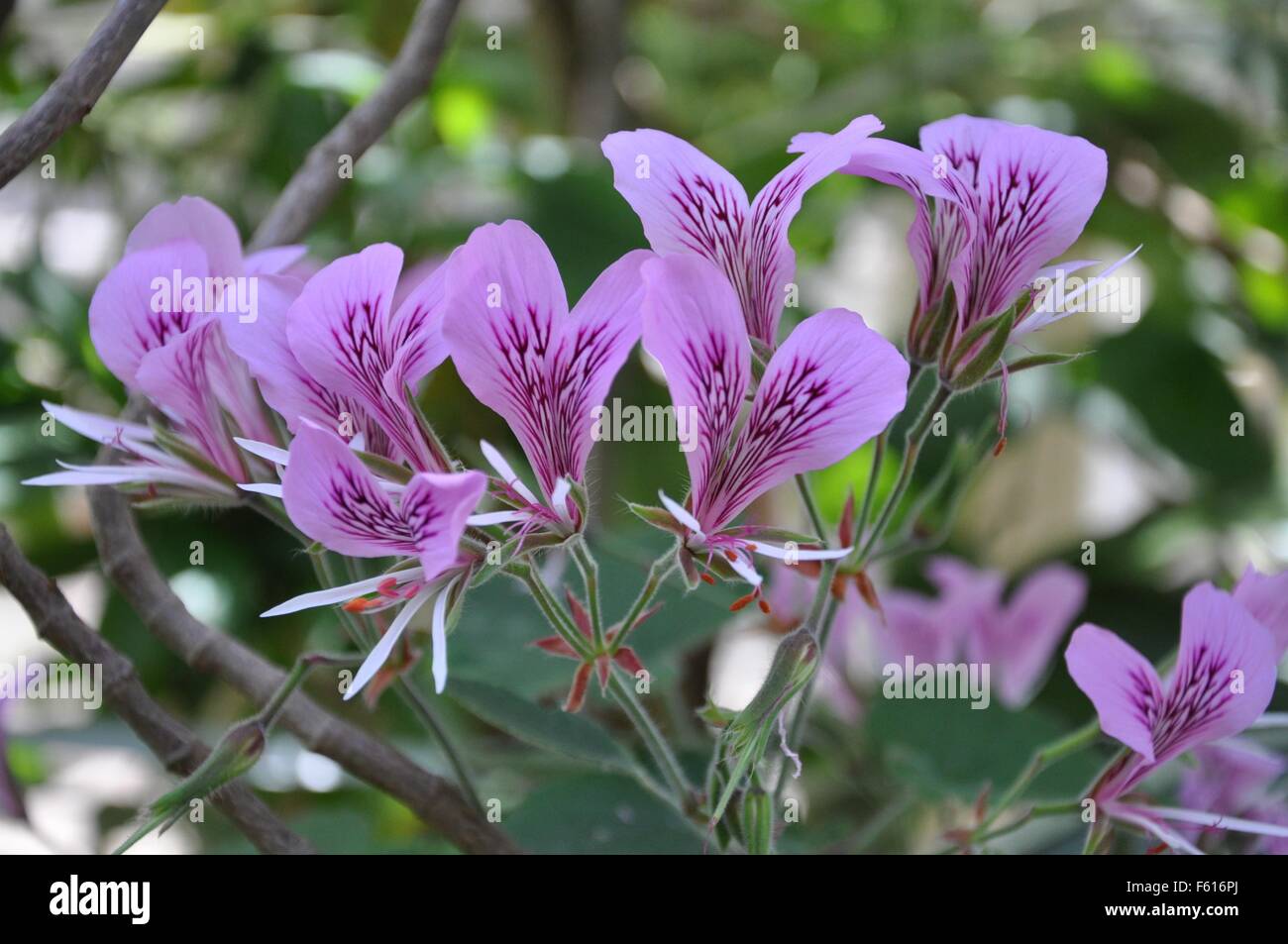 Light Purple Alstroemeria Stock Photo - Alamy