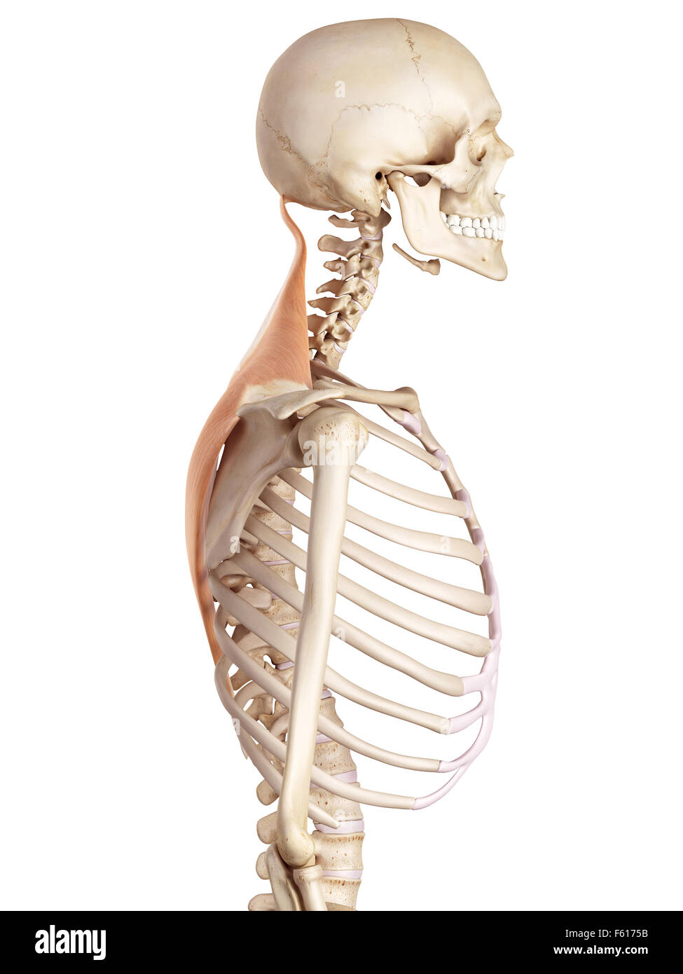 Trapezius hi-res stock photography and images - Alamy