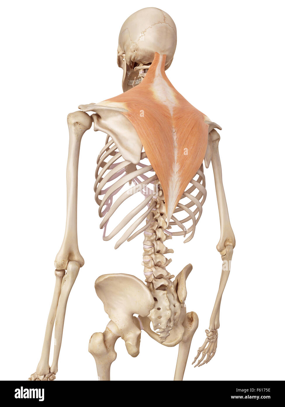 Trapezius hi-res stock photography and images - Alamy