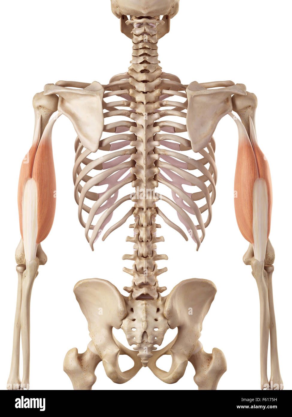 medical accurate illustration of the triceps Stock Photo - Alamy
