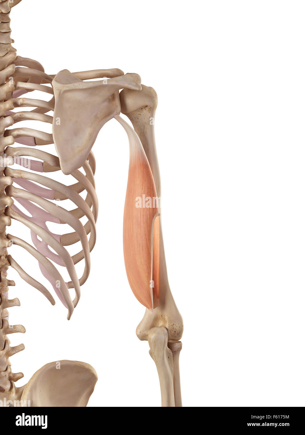 medical accurate illustration of the triceps long head Stock Photo - Alamy