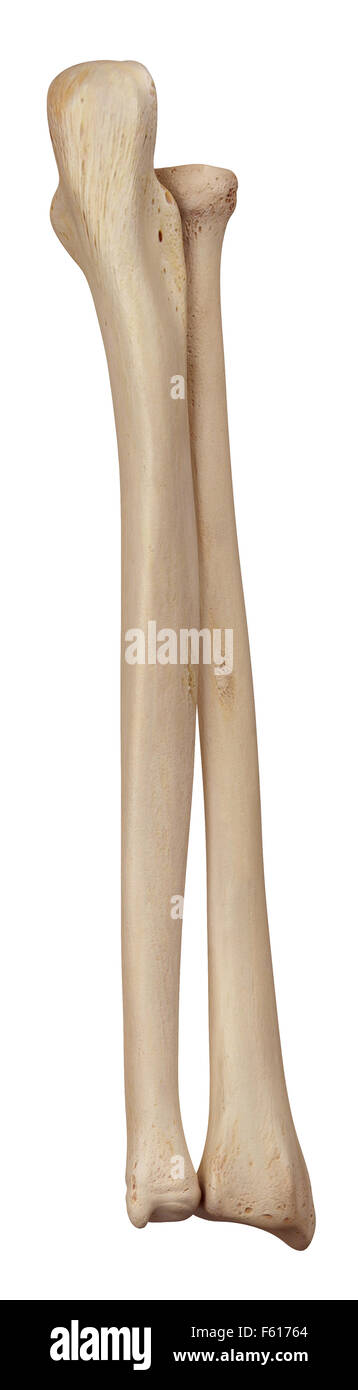 medically accurate illustration of the lower arm bones Stock Photo - Alamy