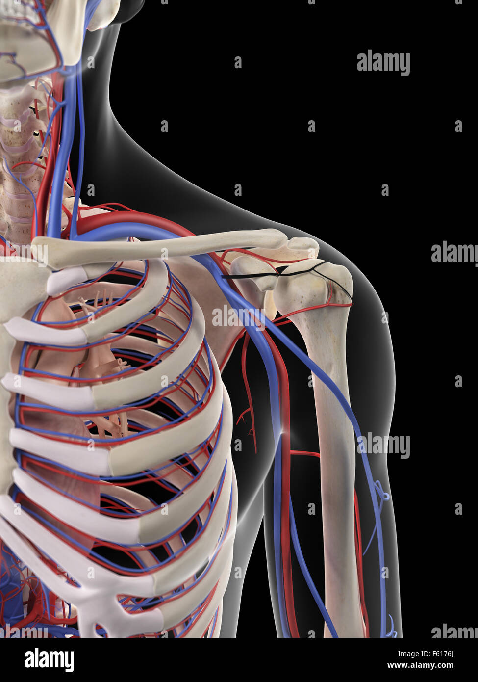 Blood supply hi-res stock photography and images - Alamy