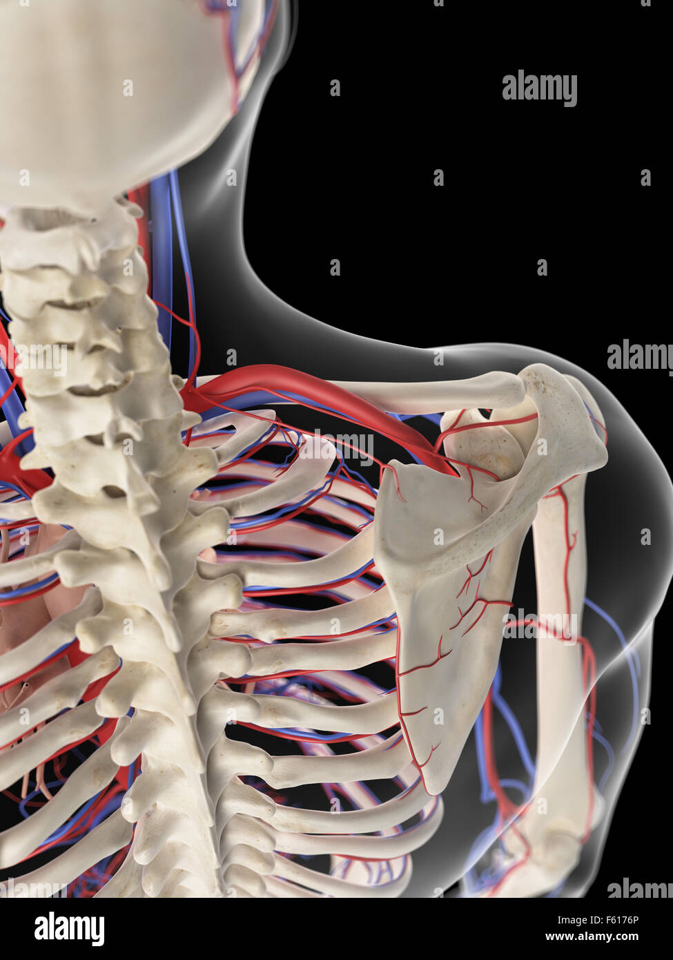 Blood supply hi-res stock photography and images - Alamy
