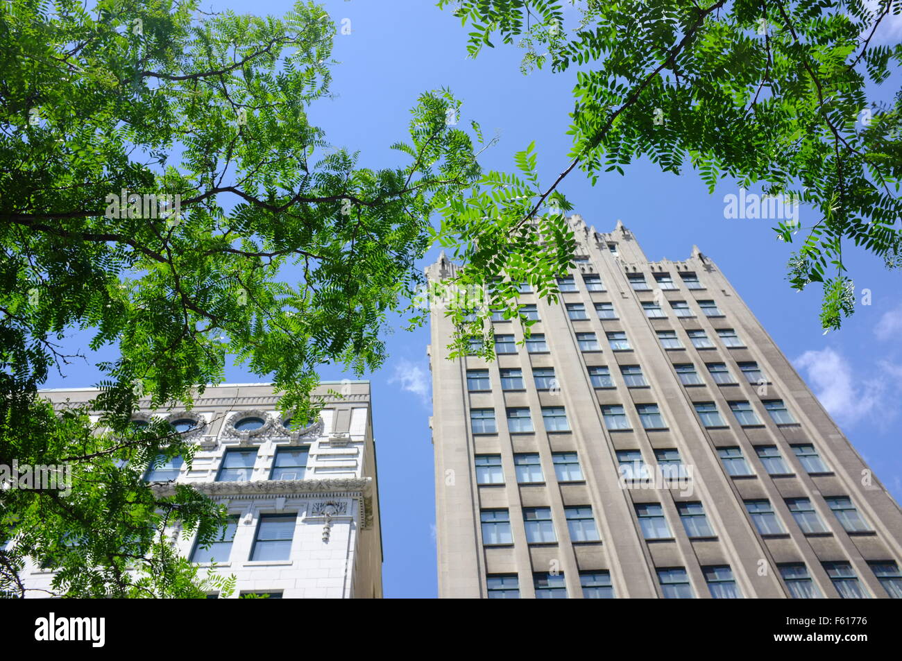 Looking up at green foliage with tall city buildings behind in the ...