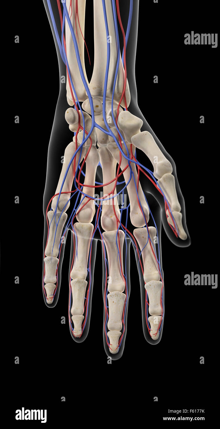 Ulnar artery hi-res stock photography and images - Alamy