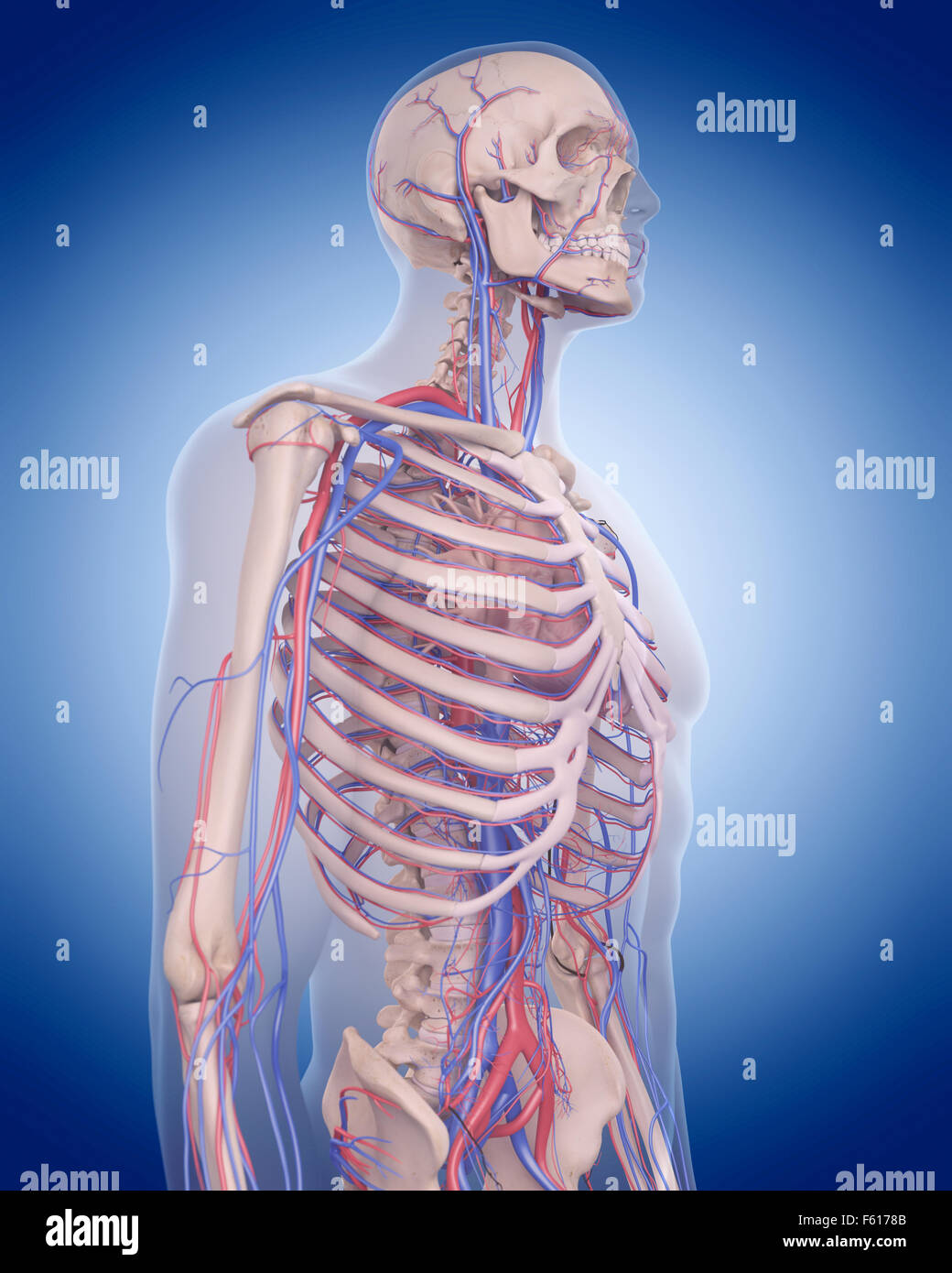 medically accurate illustration of the circulatory system - thorax ...