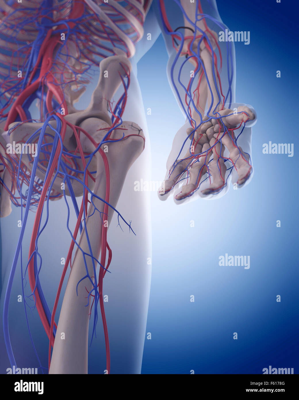 Human vascular system hand hi-res stock photography and images - Alamy
