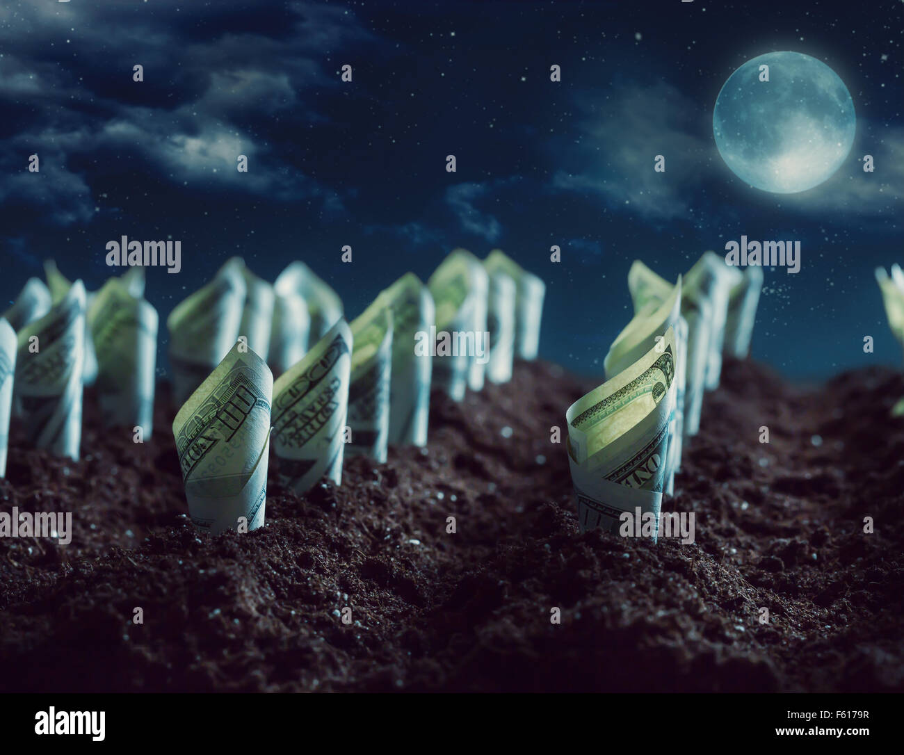 Garden bed of american dollars grow from the ground at night Stock ...