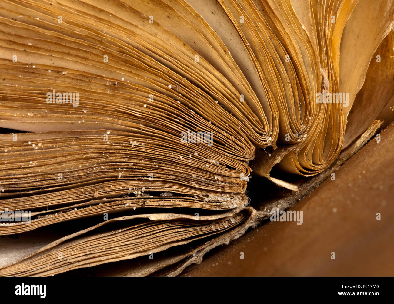 Pages of open ancient book. Close-up view Stock Photo - Alamy