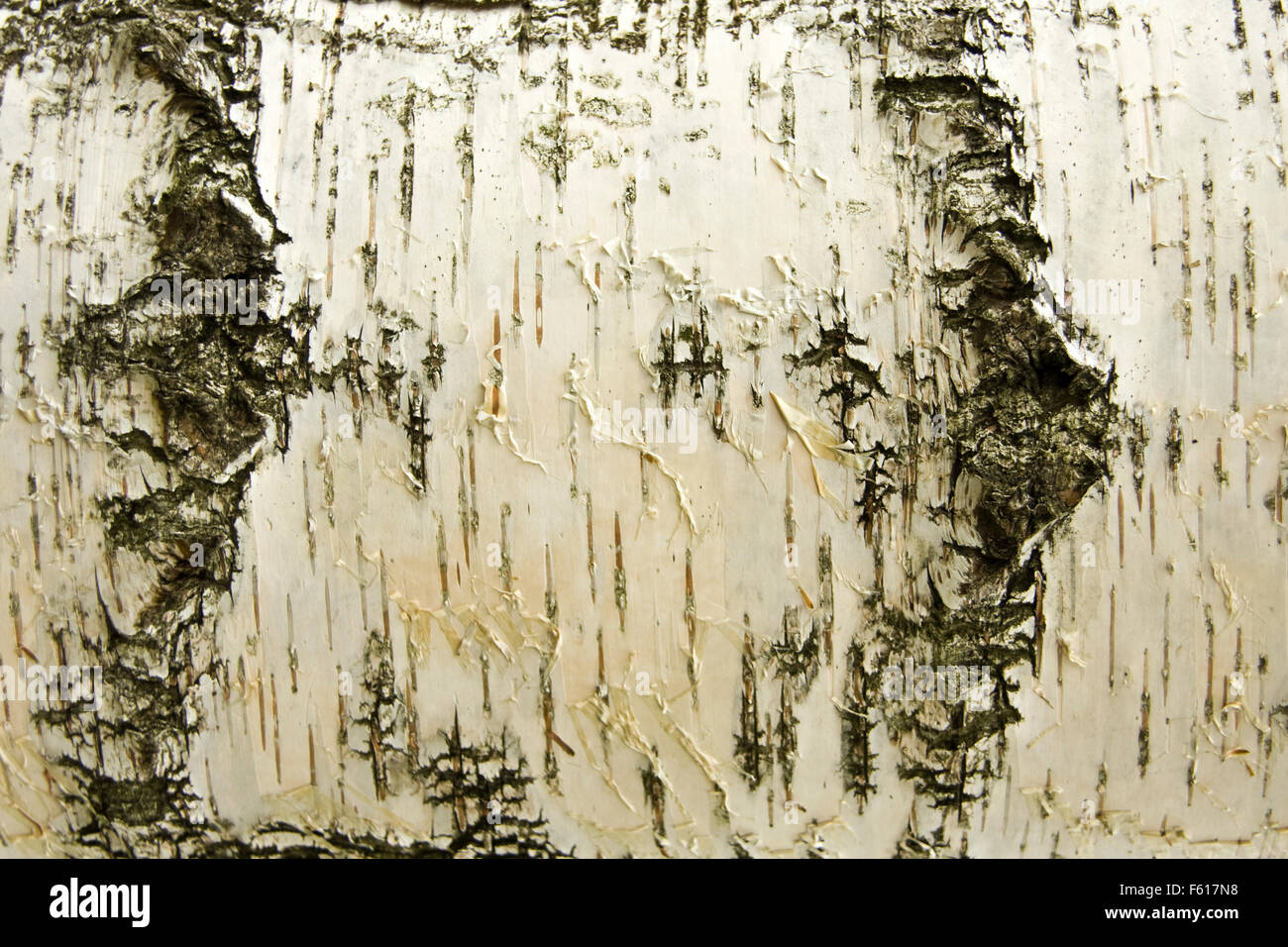 White Birch. Texture or Background Stock Photo - Alamy