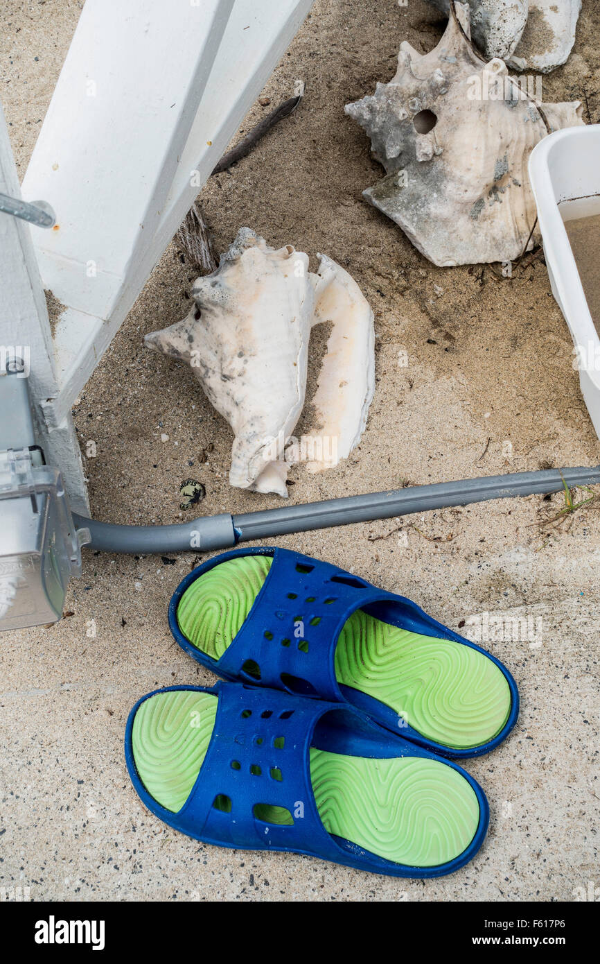 St croix virgin islands conch shell hi-res stock photography and images ...