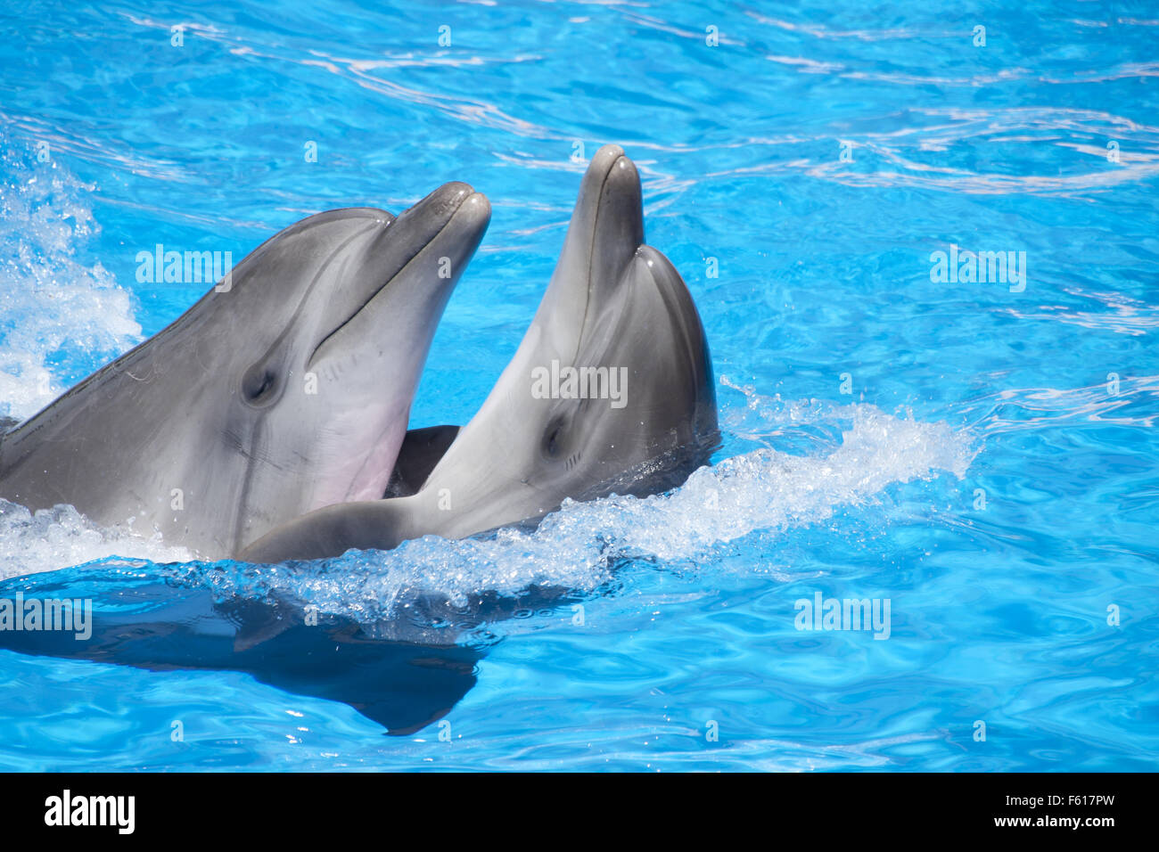Two dancing dolphins at pool Stock Photo - Alamy