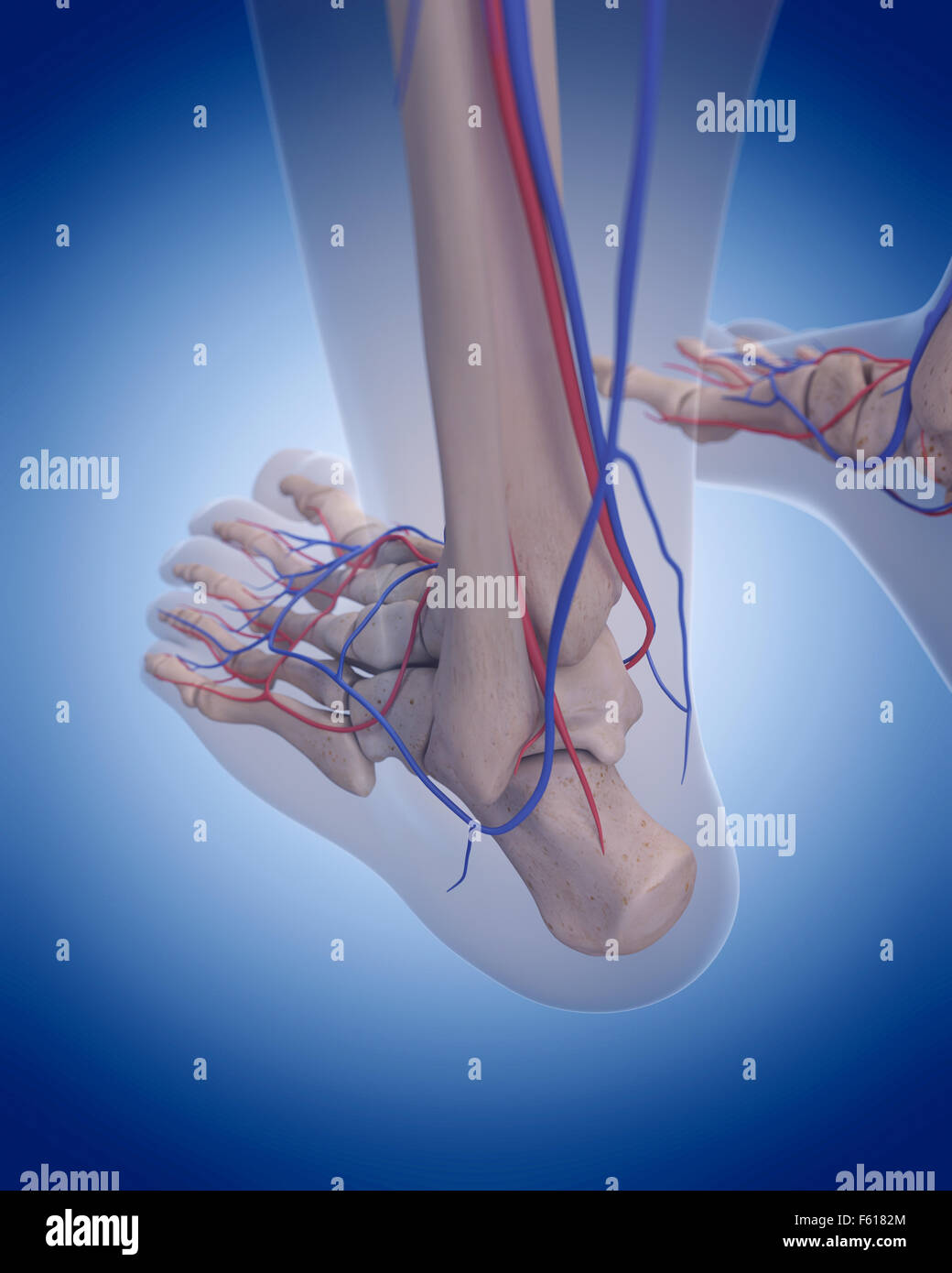 medically accurate illustration of the circulatory system - foot Stock ...