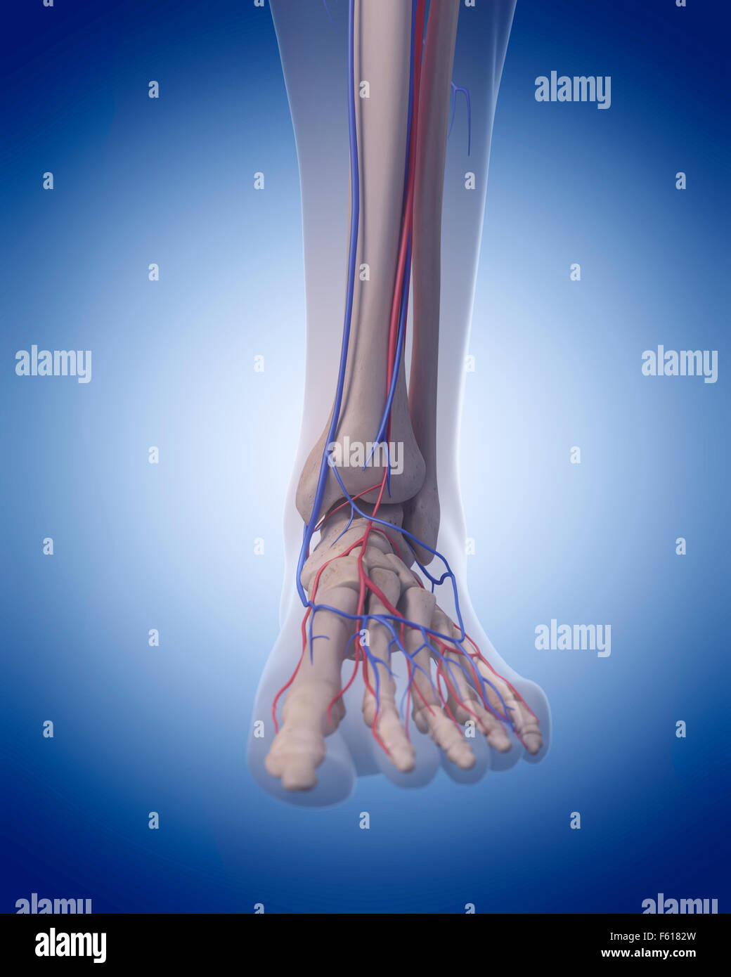 medically accurate illustration of the circulatory system - foot Stock ...