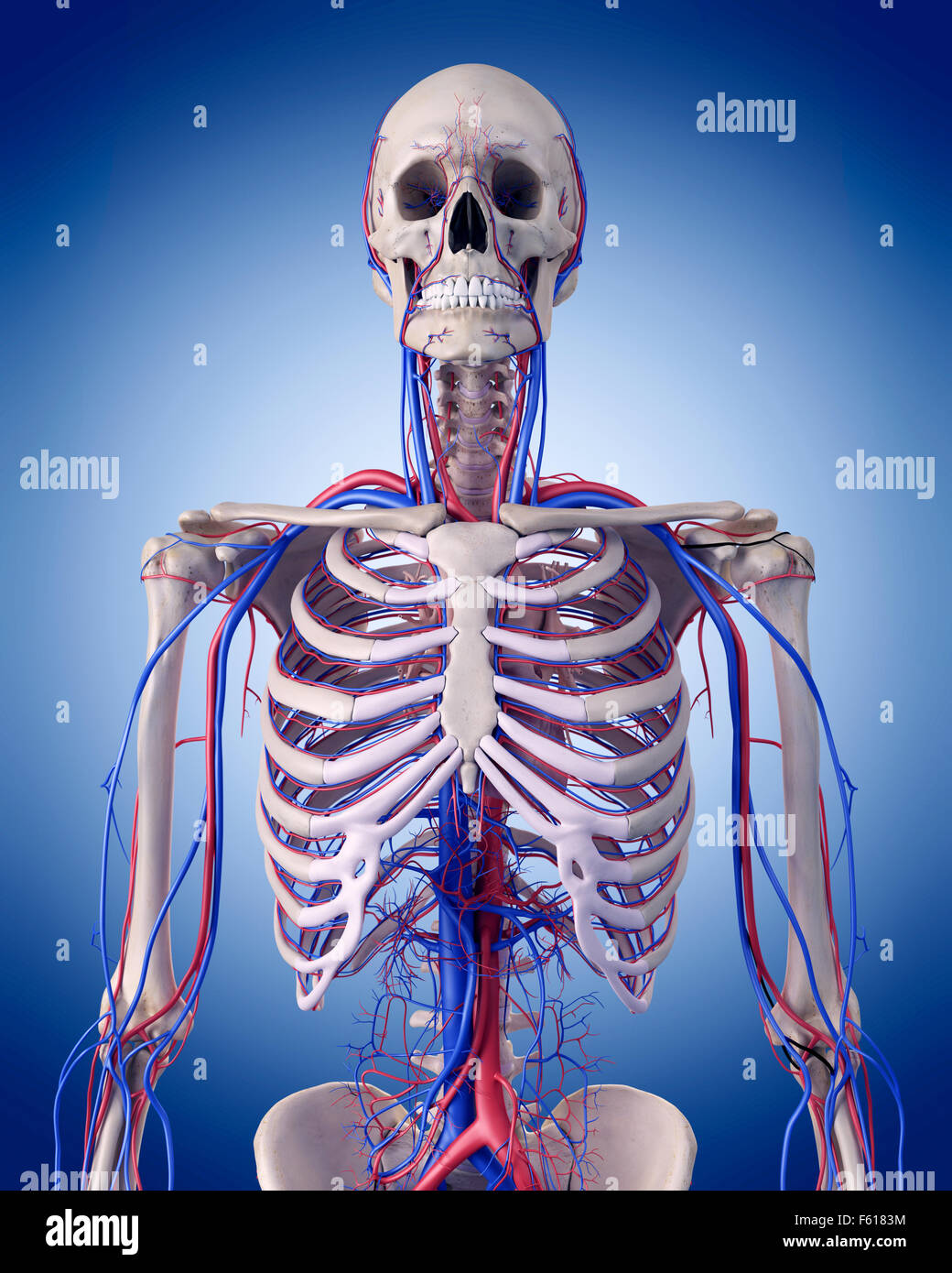 Zygote3d Female Circulatory System Model Medically