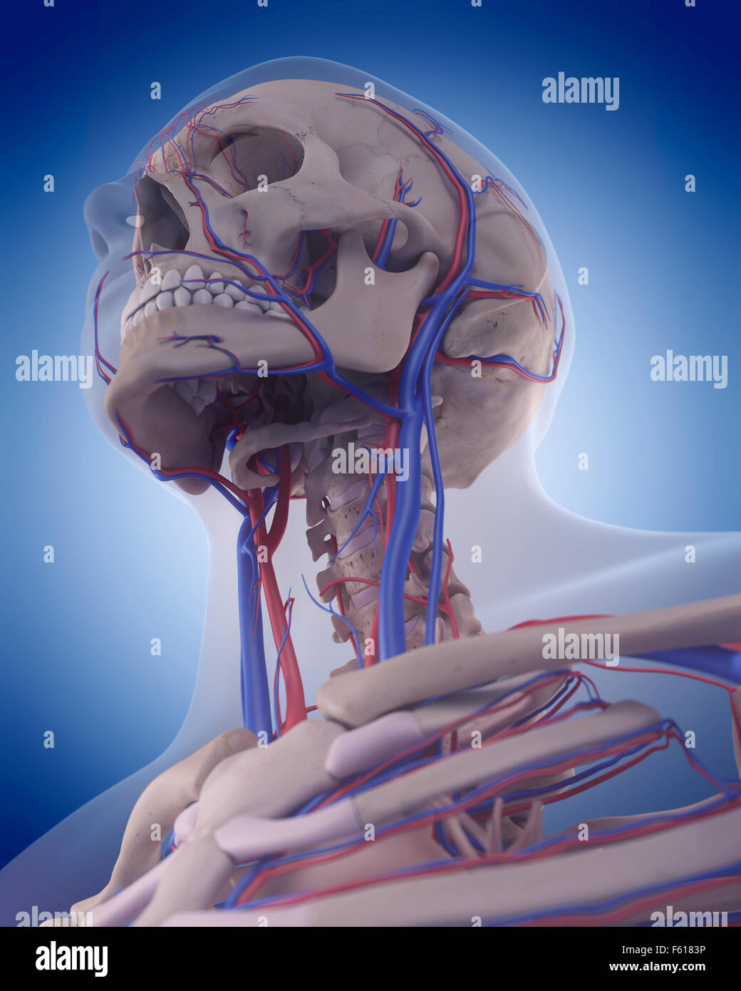 Anterior Jugular Vein