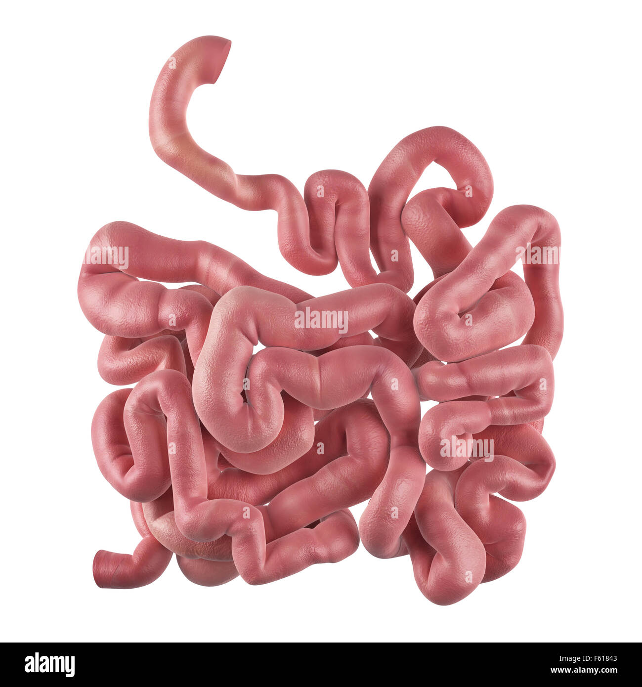 Small and large intestine hi-res stock photography and images - Alamy