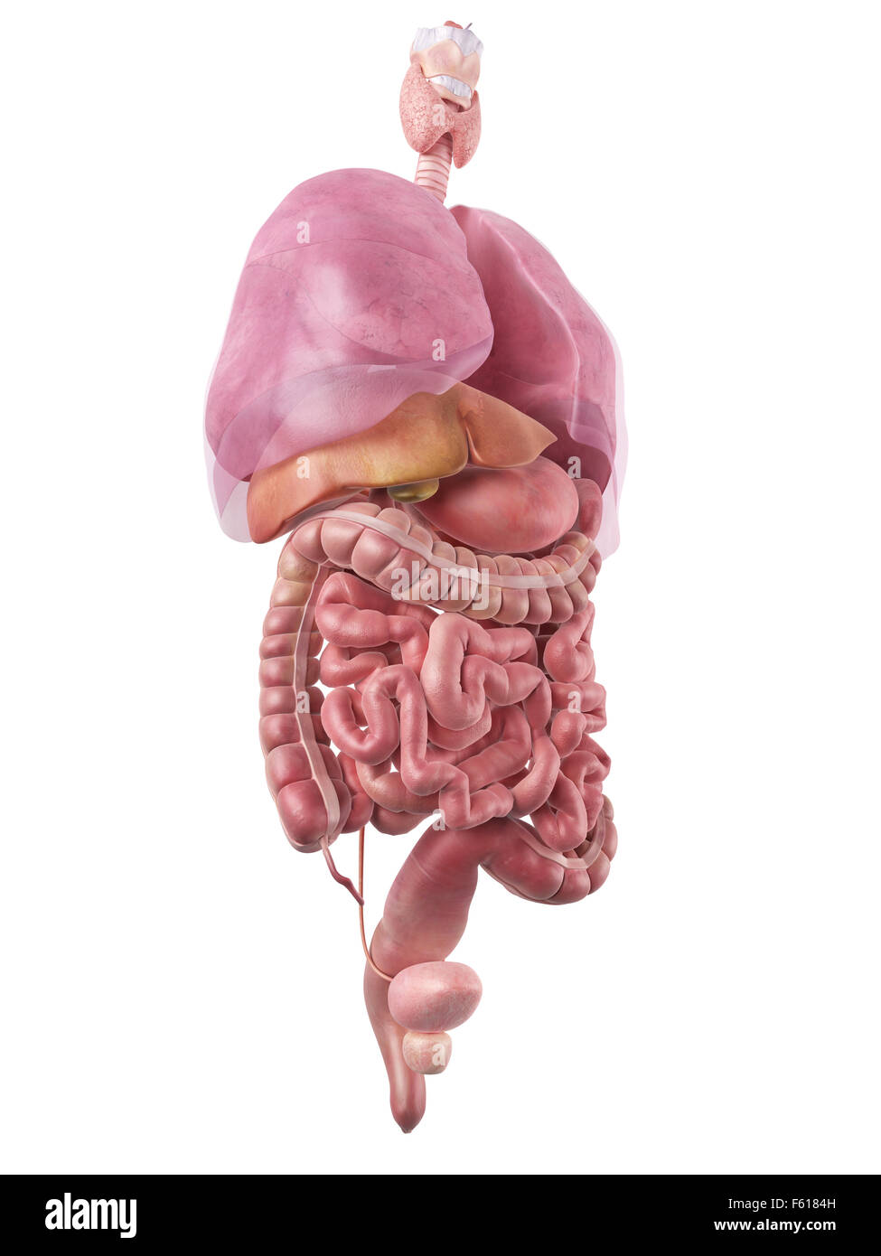 Anatomy of the kidney hi-res stock photography and images - Alamy