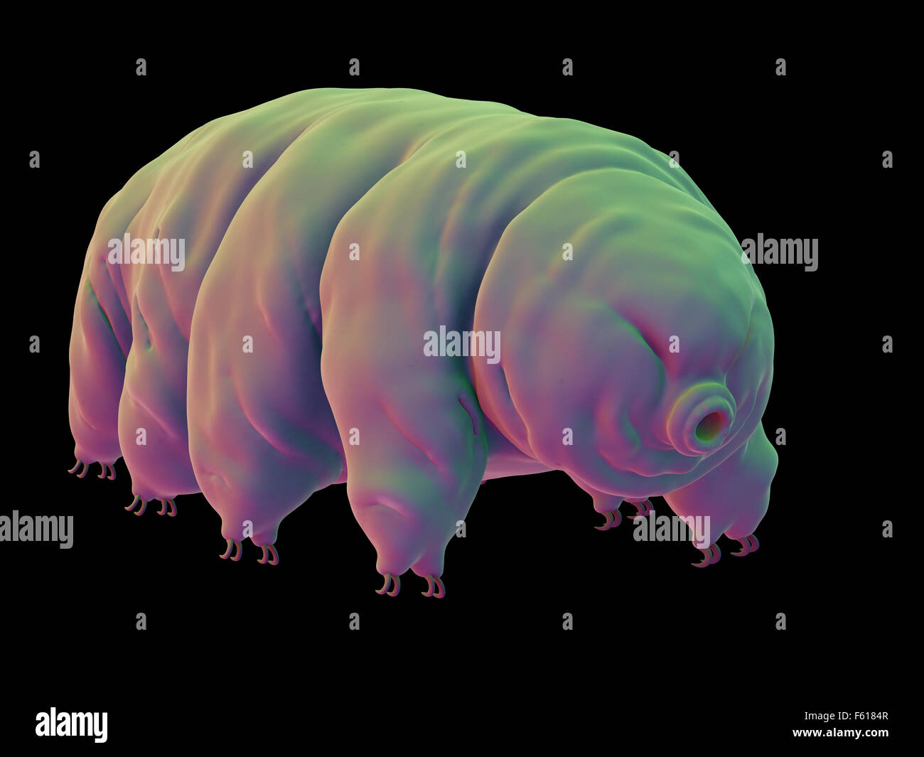 Tardigrade scanning electron microscope hi-res stock photography and ...