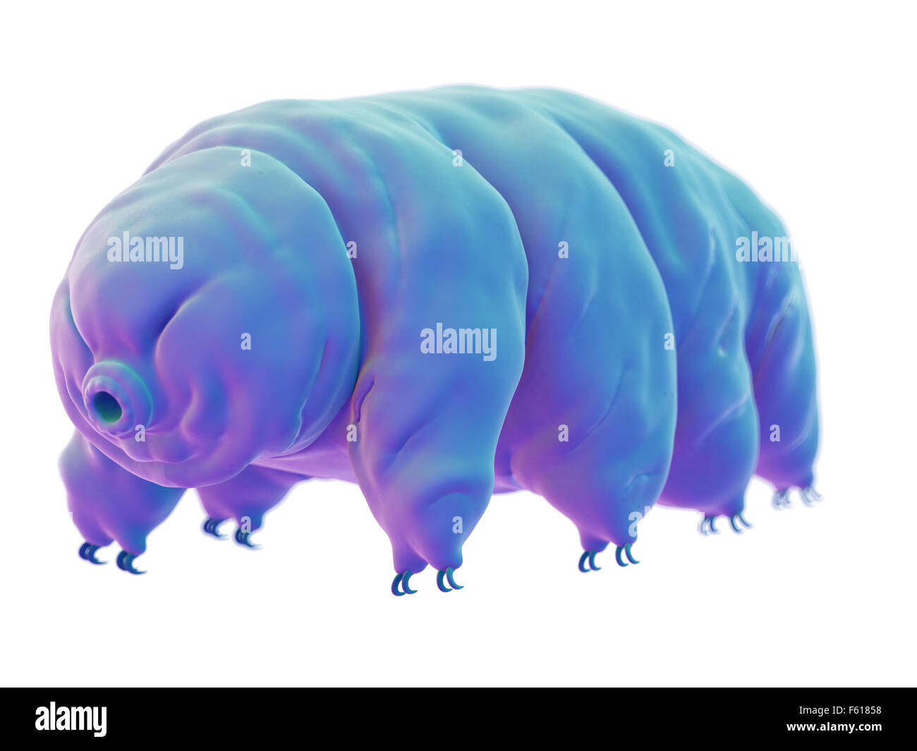 Tardigrade scanning electron microscope hi-res stock photography and ...