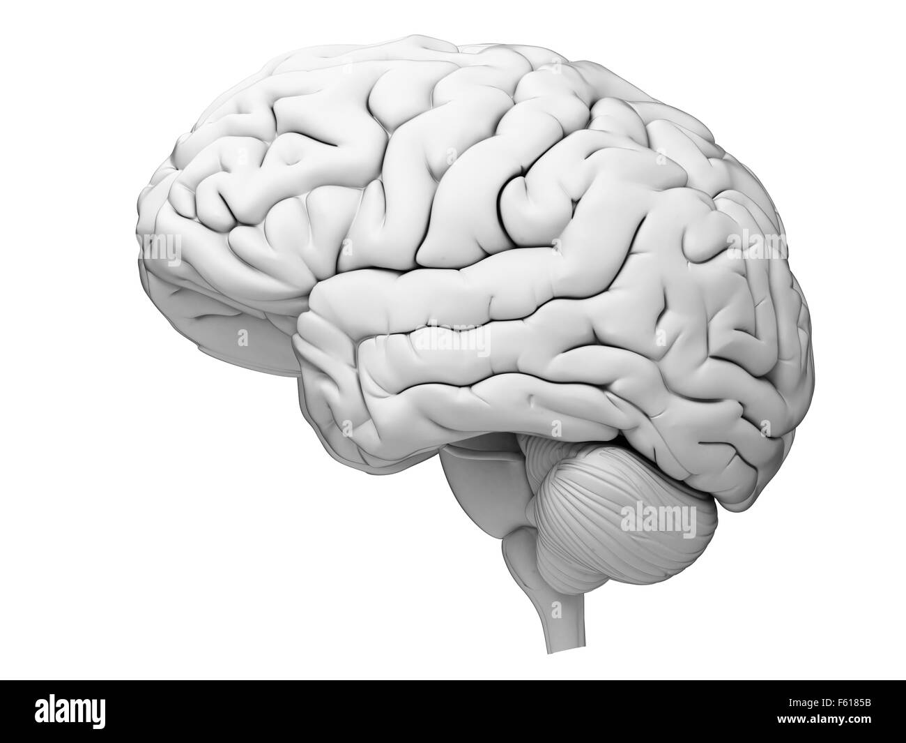 Human brain Black and White Stock Photos & Images - Alamy