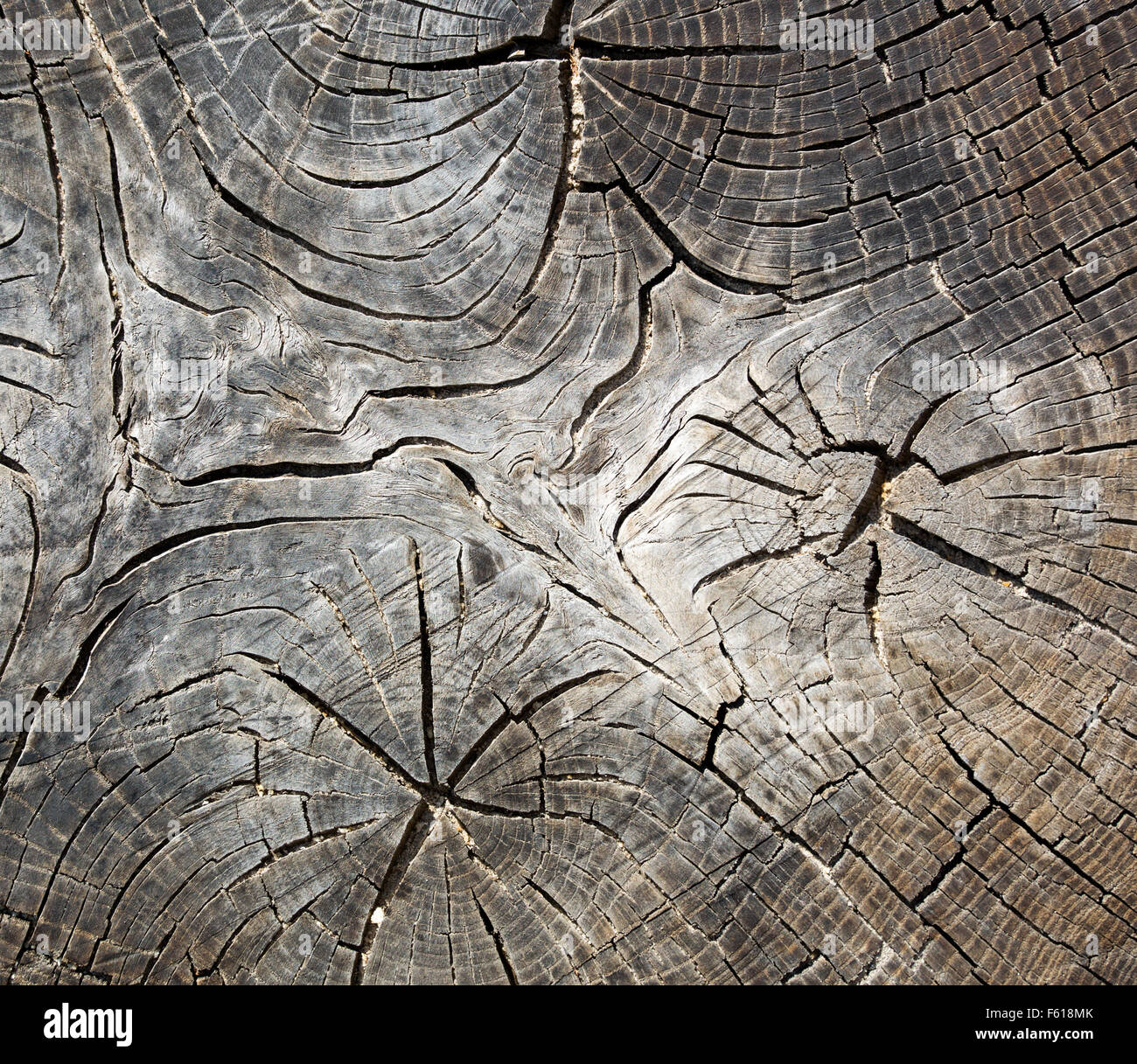 Background of old cracked trunk profile Stock Photo - Alamy