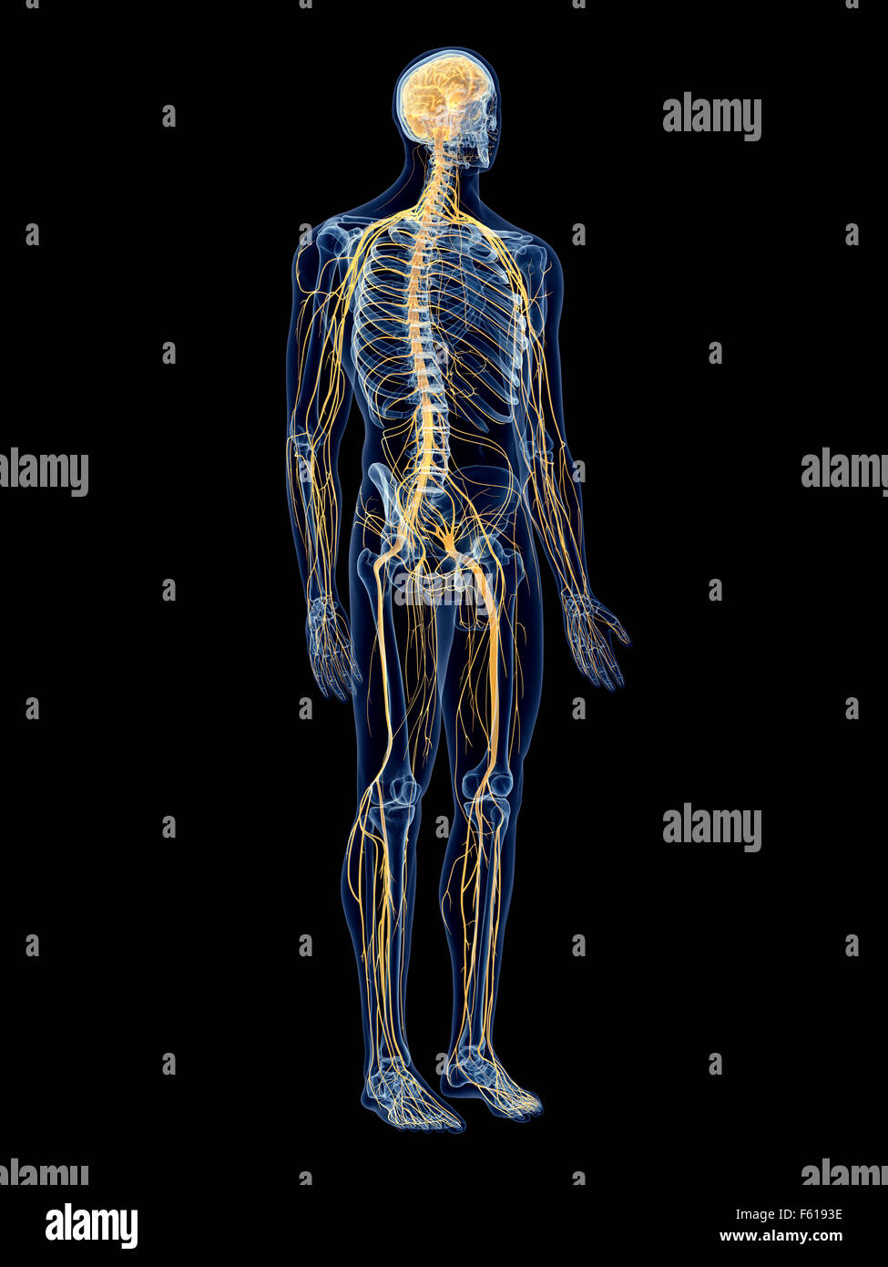 medically accurate illustration of the nervous system Stock Photo - Alamy