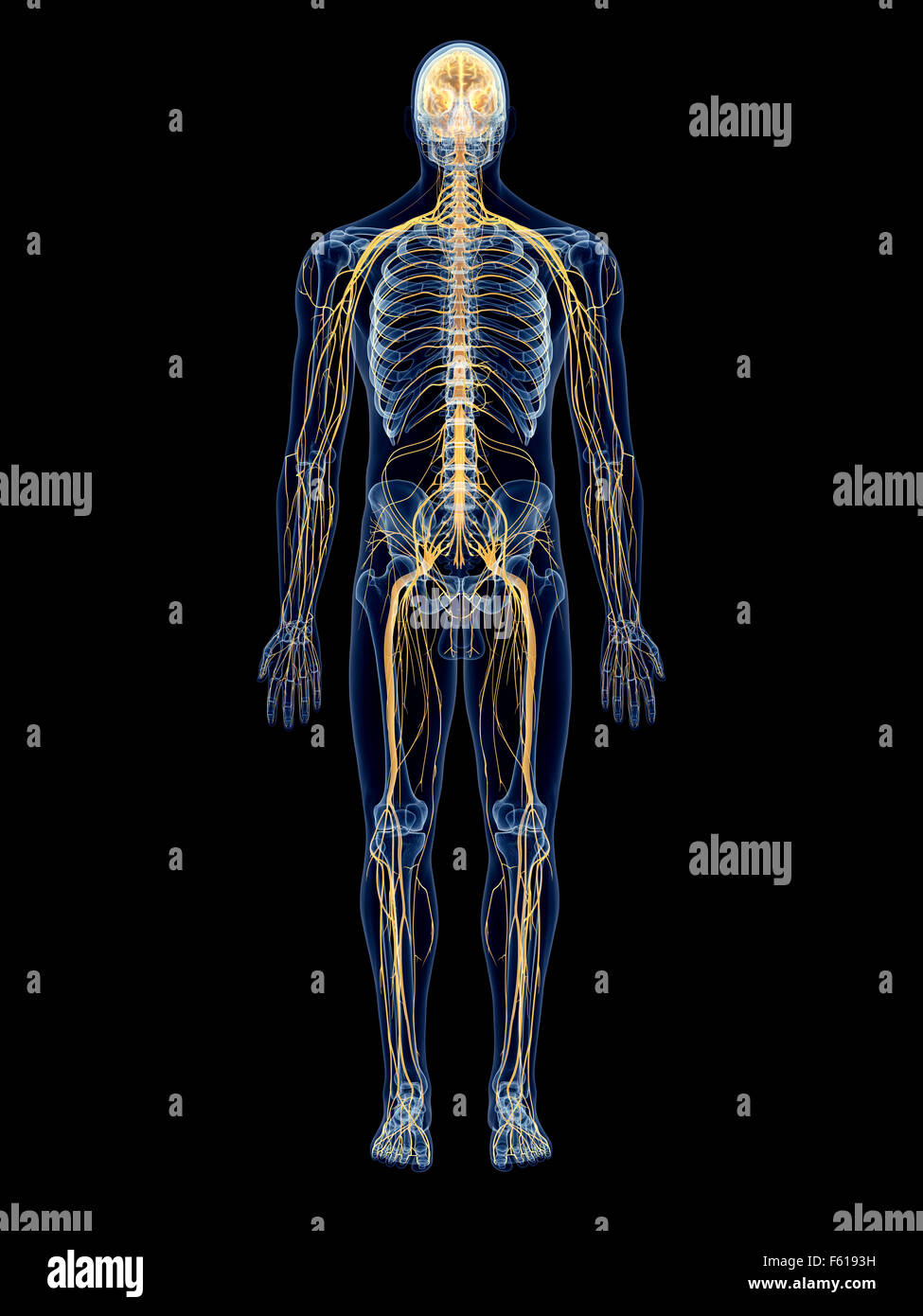 medically accurate illustration of the nervous system Stock Photo - Alamy