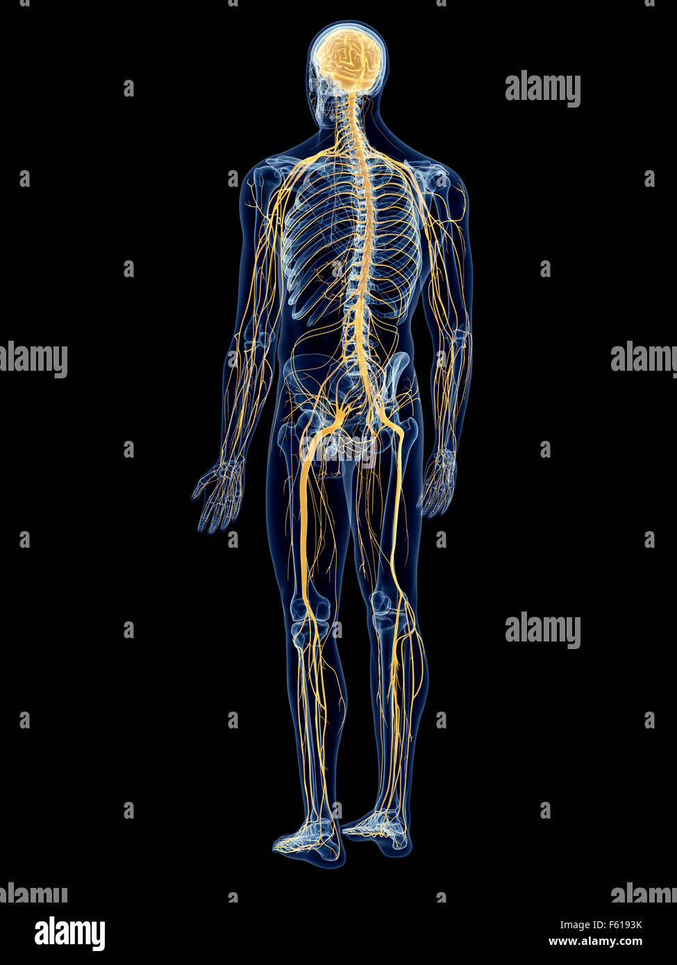 Anatomy of nervous system hi-res stock photography and images - Alamy