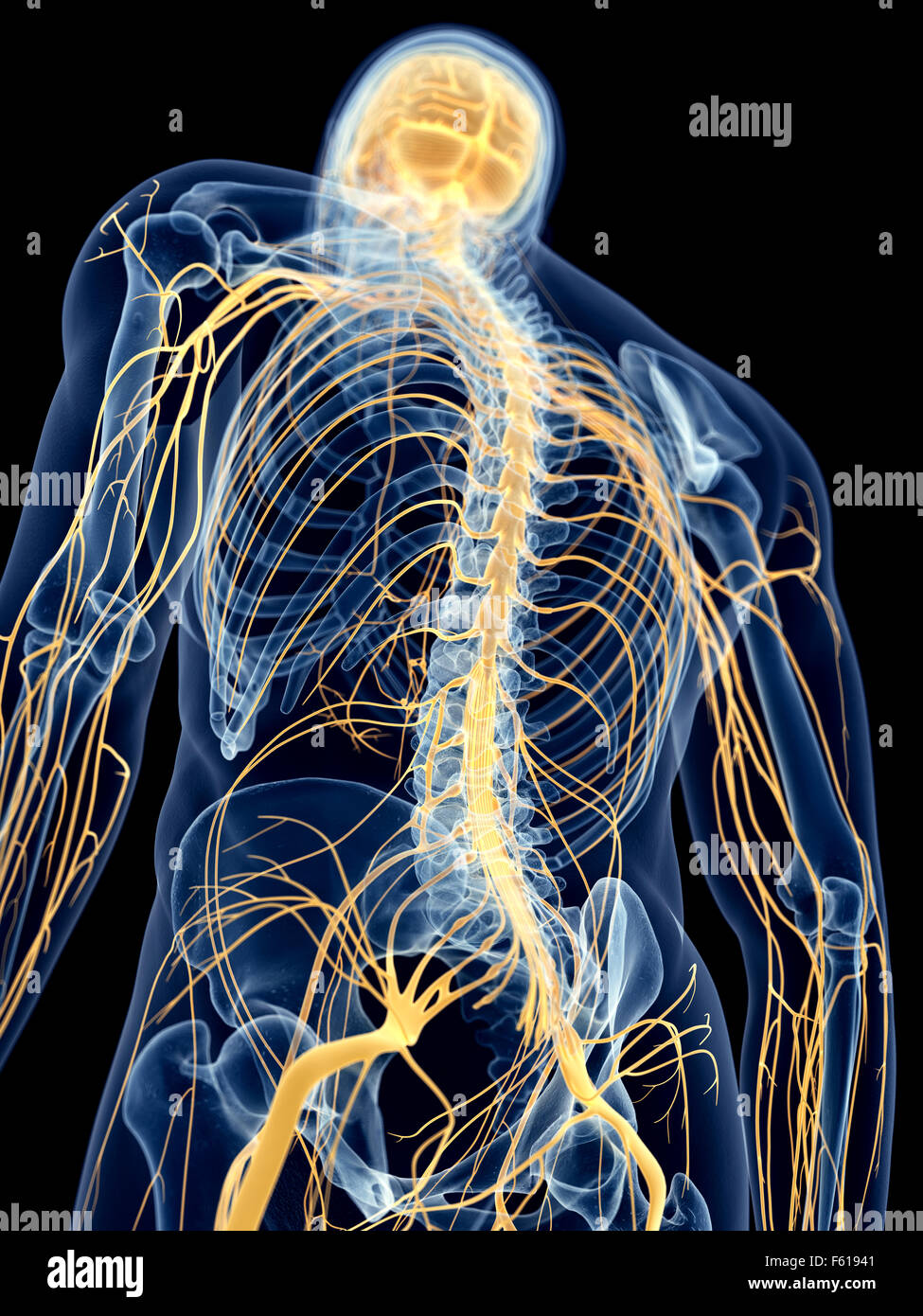 medically accurate illustration of the back nerves Stock Photo - Alamy