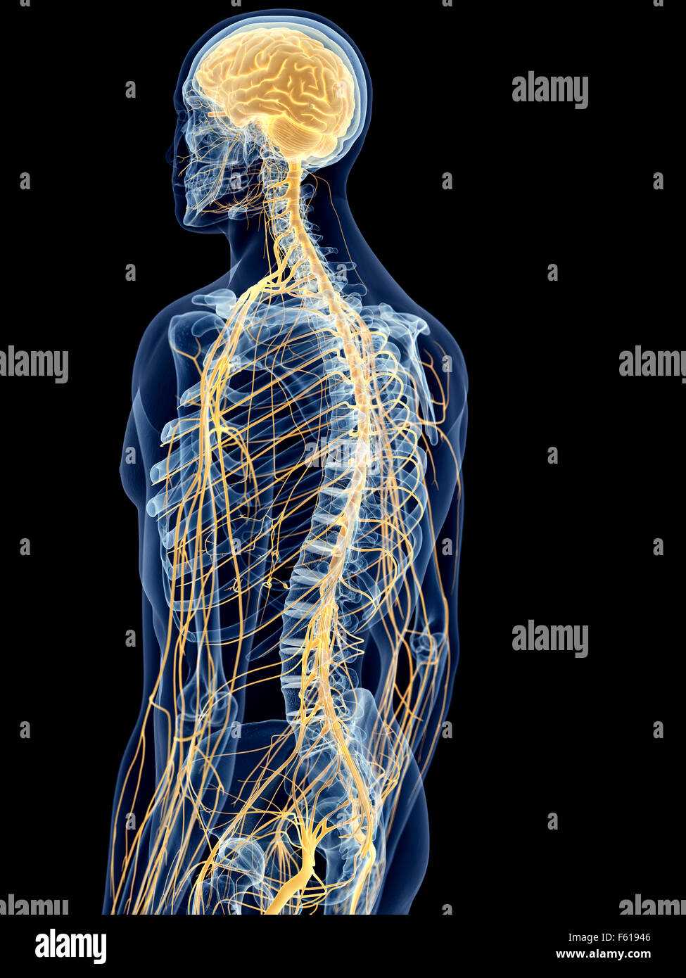 medically accurate illustration of the back nerves Stock Photo - Alamy