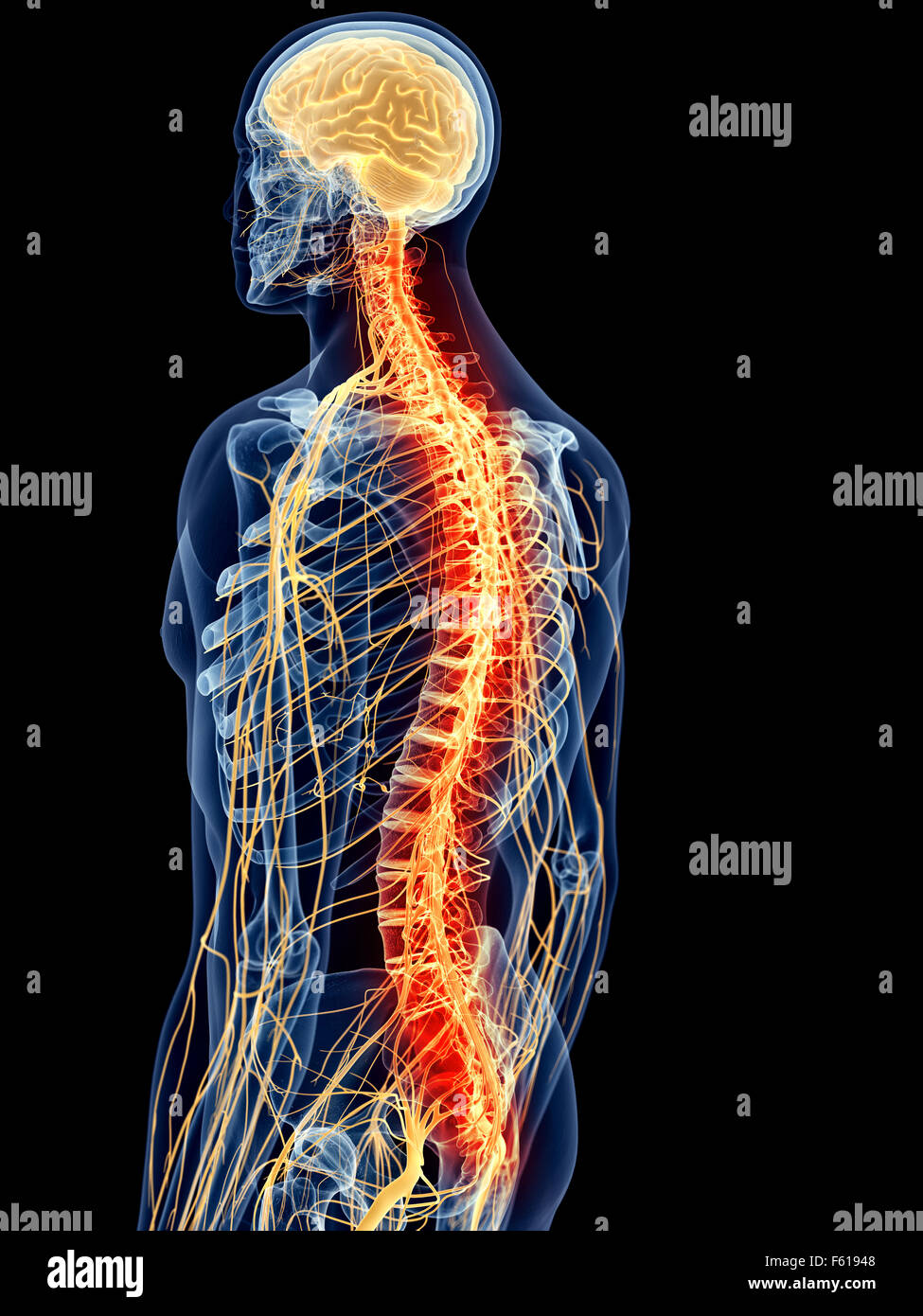 Painful spine hi-res stock photography and images - Alamy