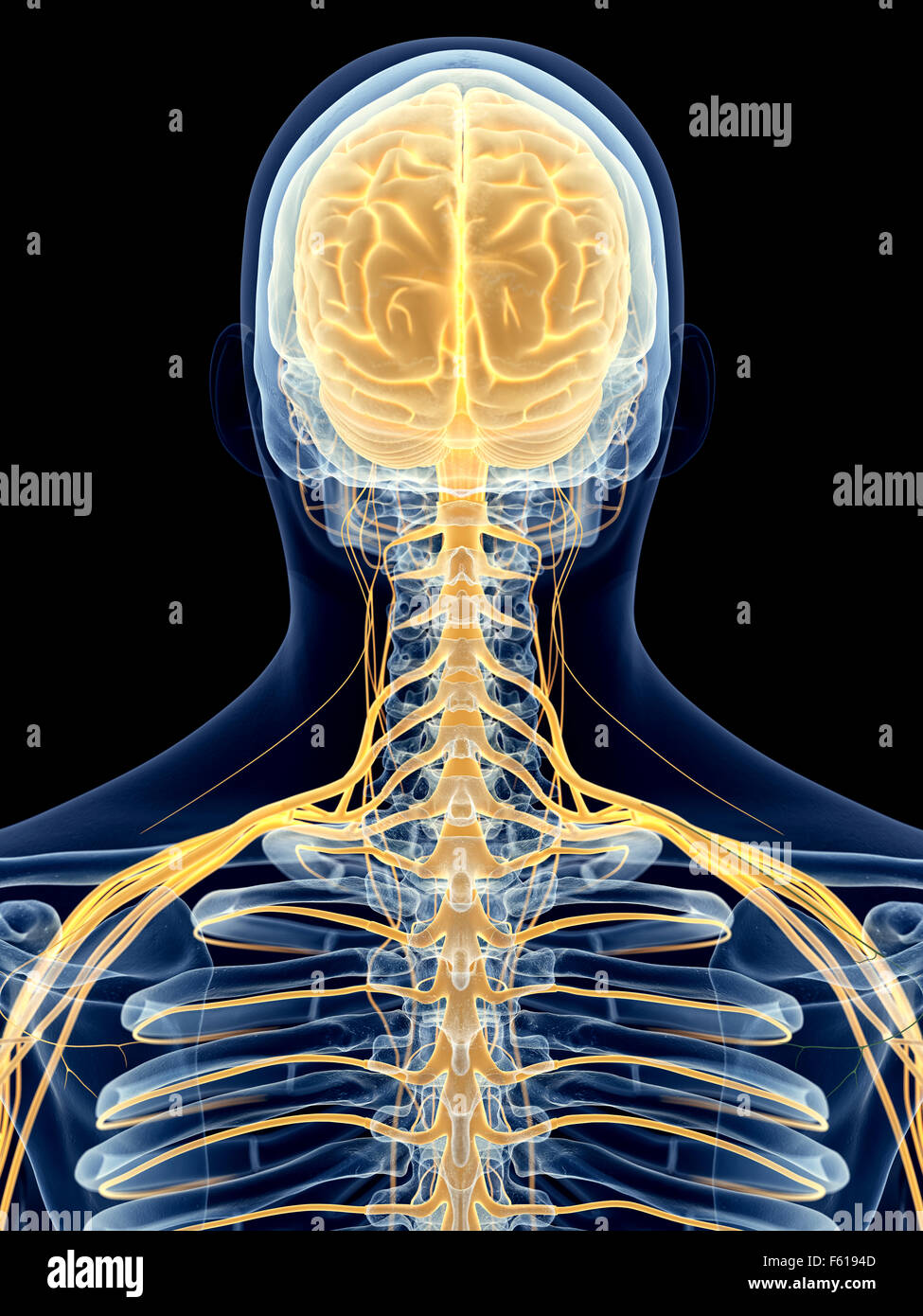 medically accurate illustration of the cervical nerves Stock Photo - Alamy