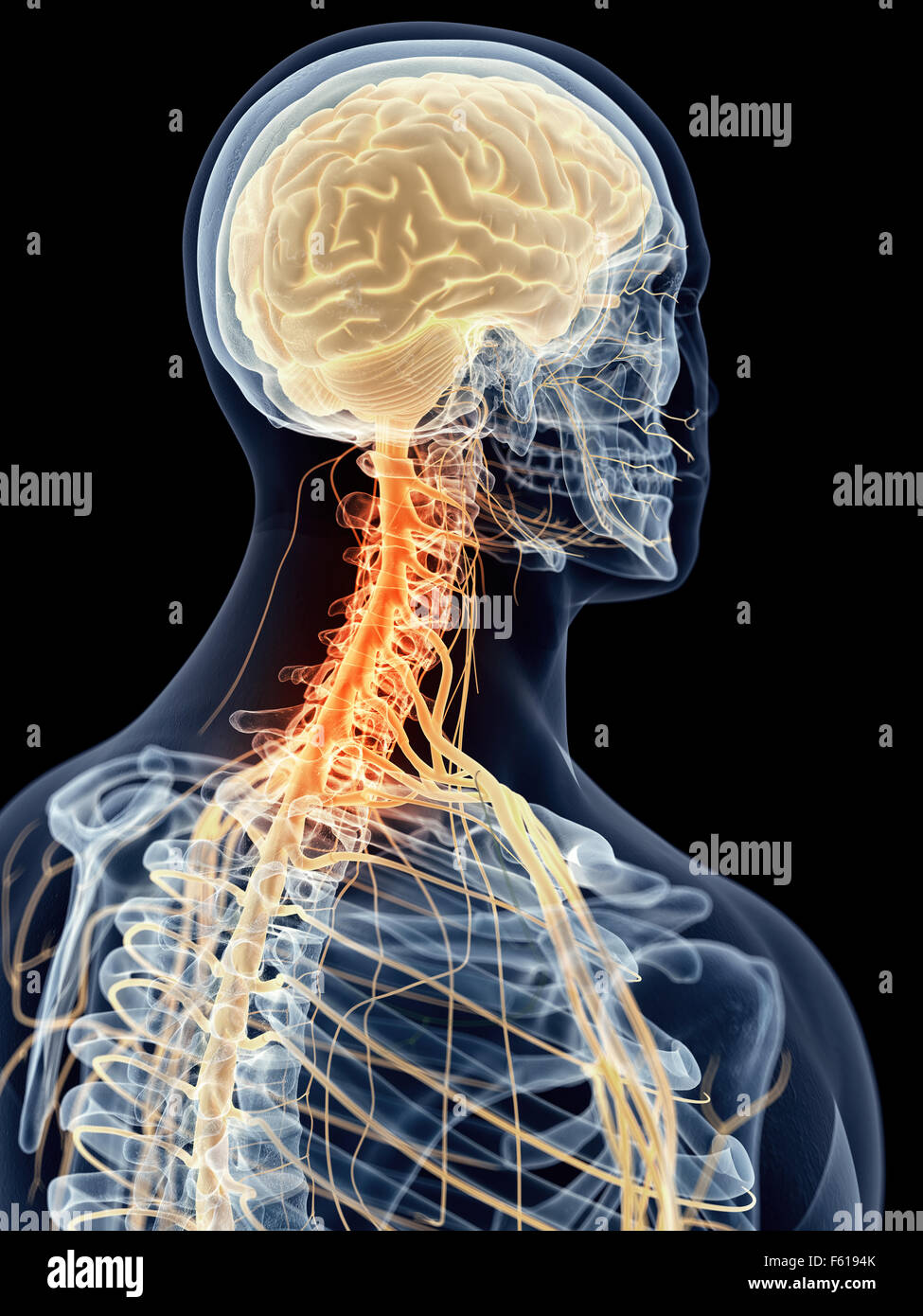 Anatomy of the neck hi-res stock photography and images - Alamy