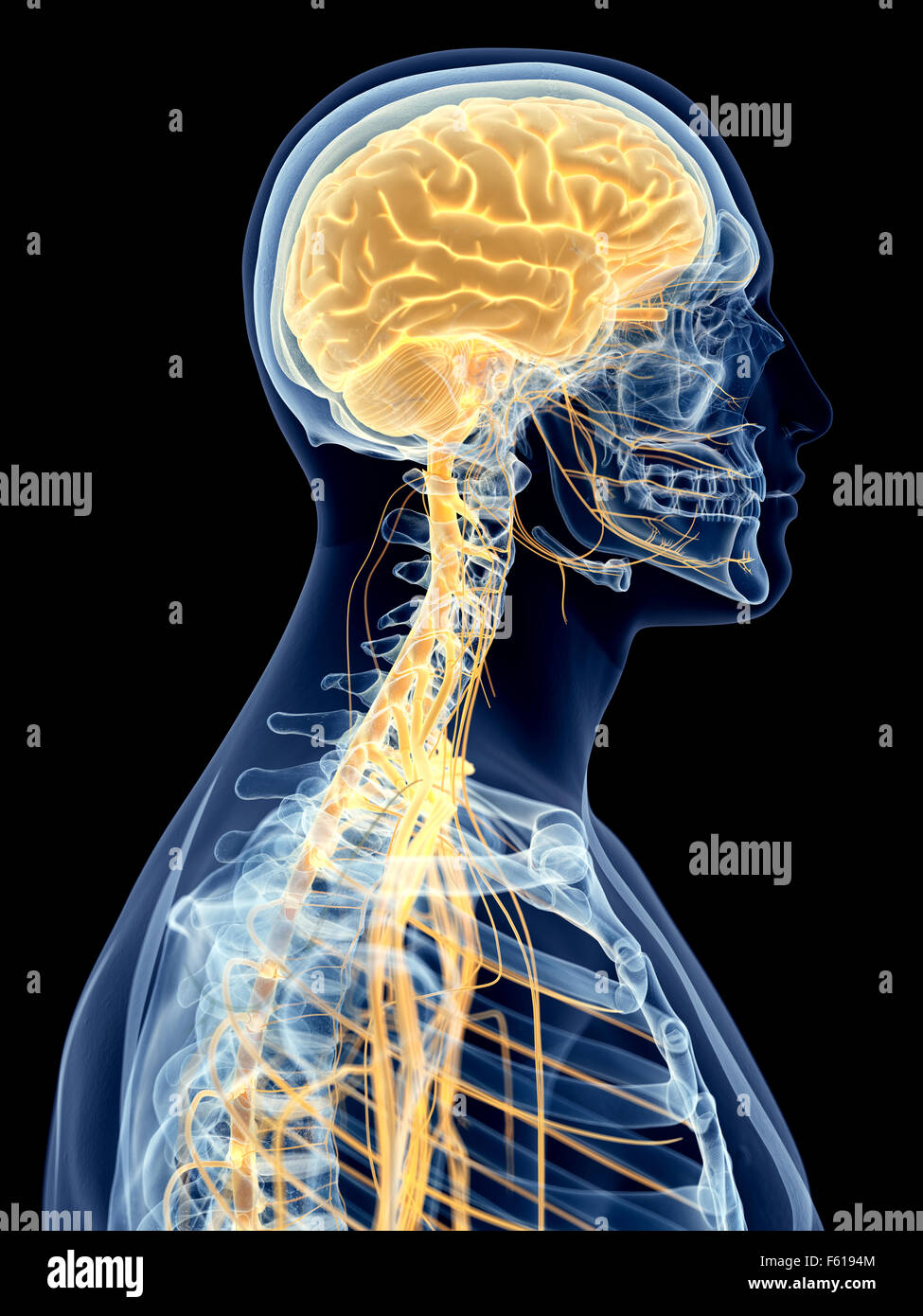 Central nervous system head hi-res stock photography and images - Alamy