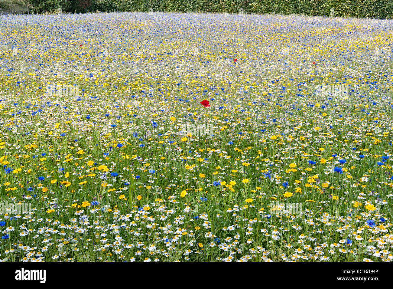 East Ruston Old Vicarage gardens, Norwich, Norfolk, UK. The Cornfield ...