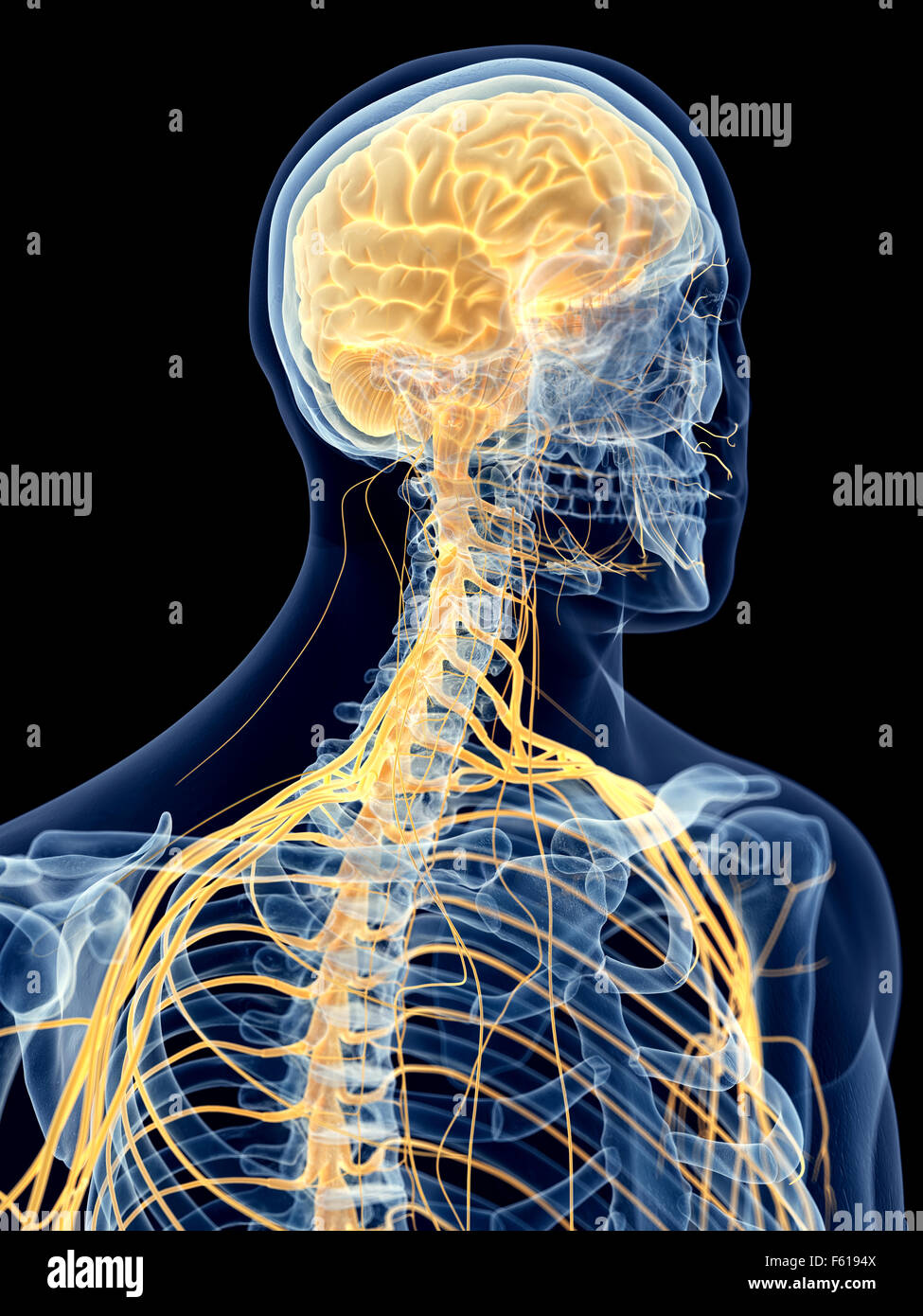 medically accurate illustration of the cervical nerves Stock Photo - Alamy
