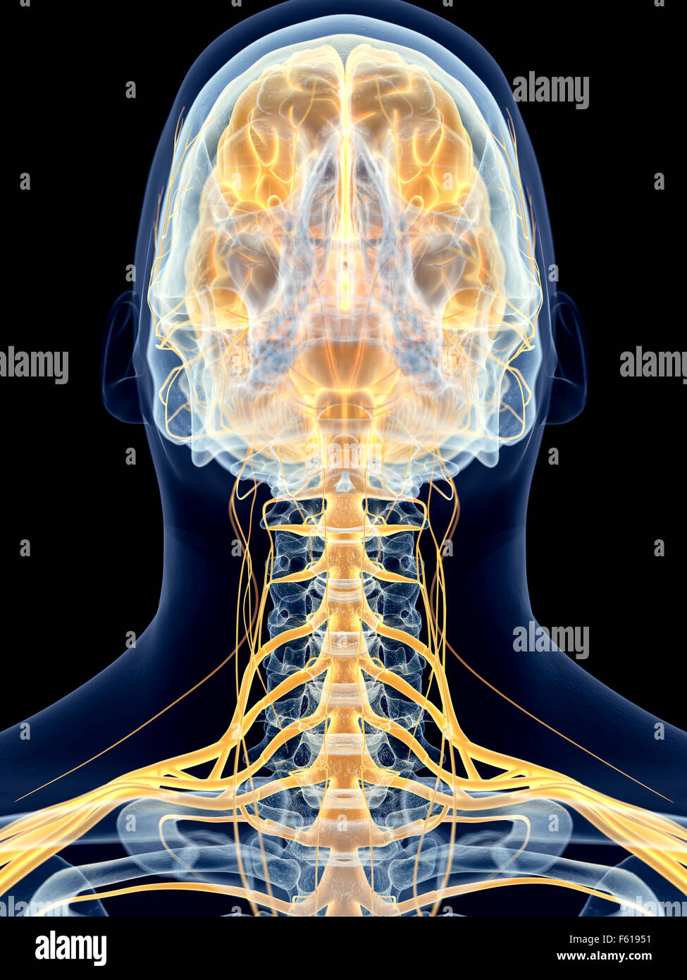 medically accurate illustration of the cervical nerves Stock Photo - Alamy