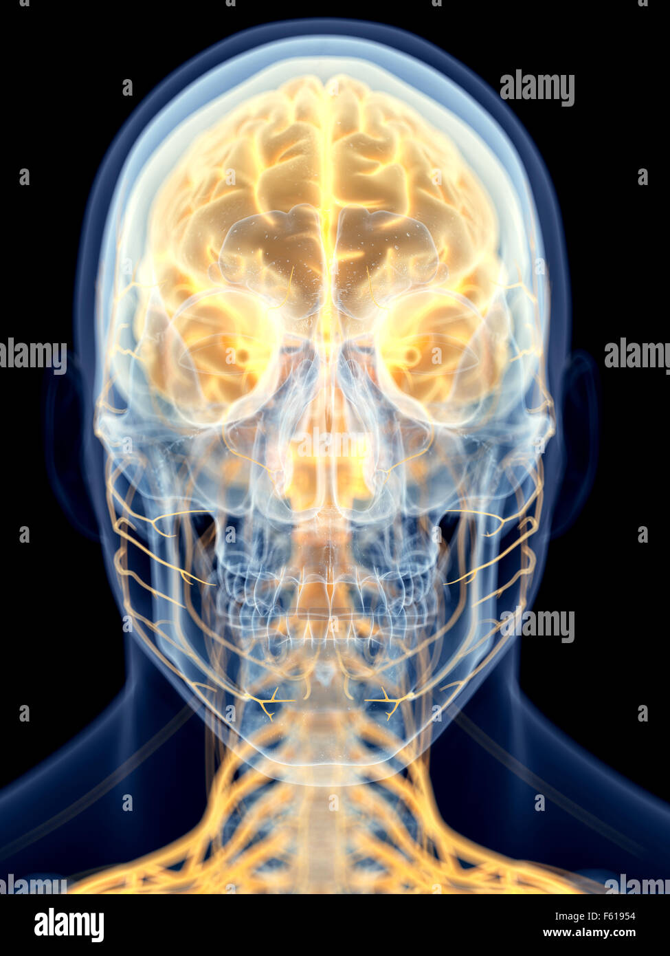 medically accurate illustration of the brain Stock Photo - Alamy