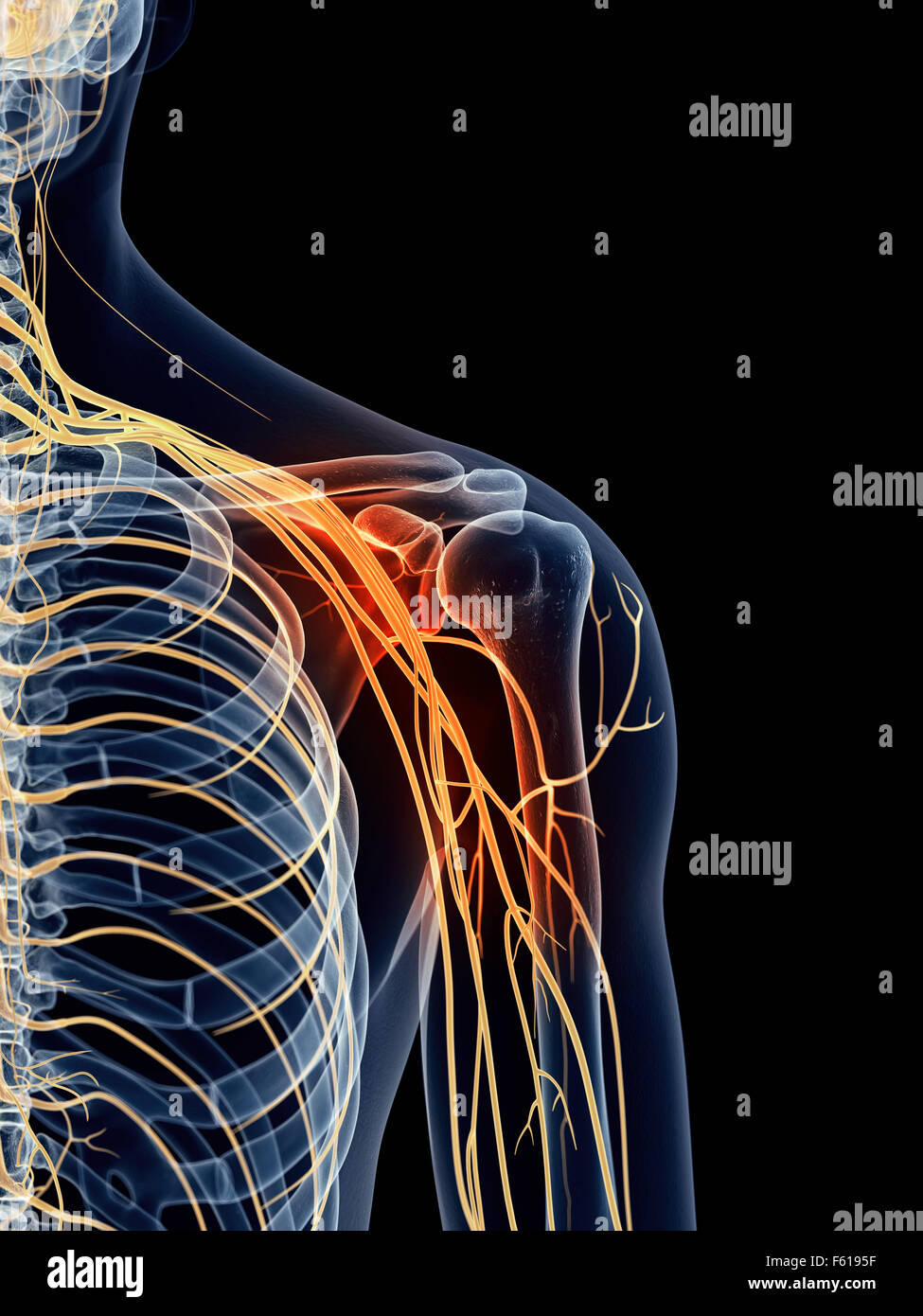 medically accurate illustration - painful shoulder nerves Stock Photo ...