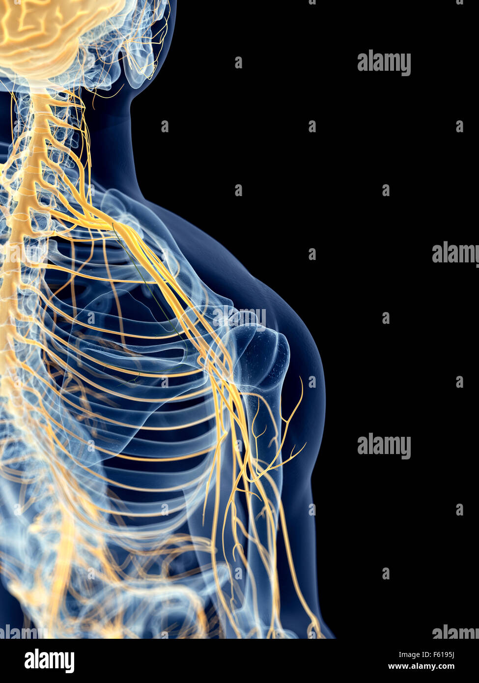 medically accurate illustration of the shoulder nerves Stock Photo - Alamy