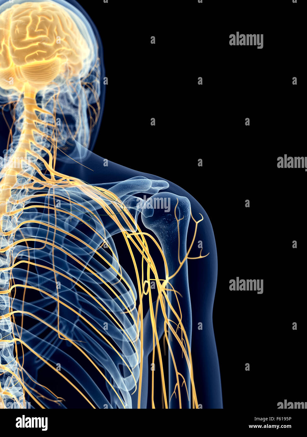 medically accurate illustration of the shoulder nerves Stock Photo - Alamy