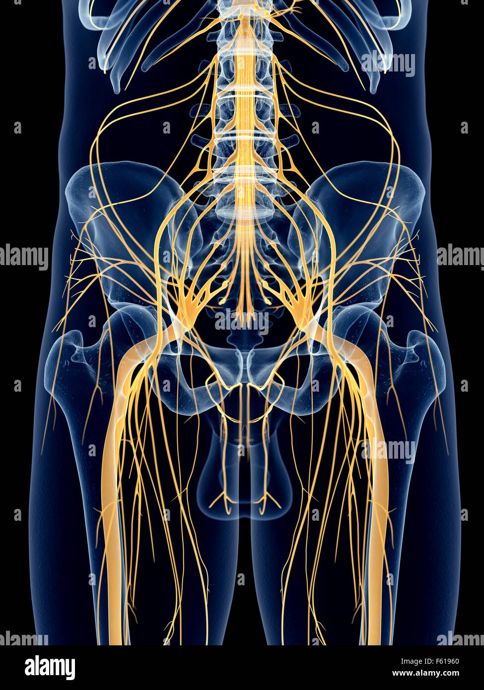 Nerves hip hi-res stock photography and images - Alamy