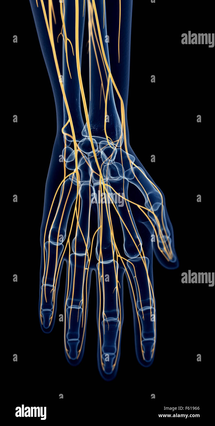 Nerves Of The Human Body Real